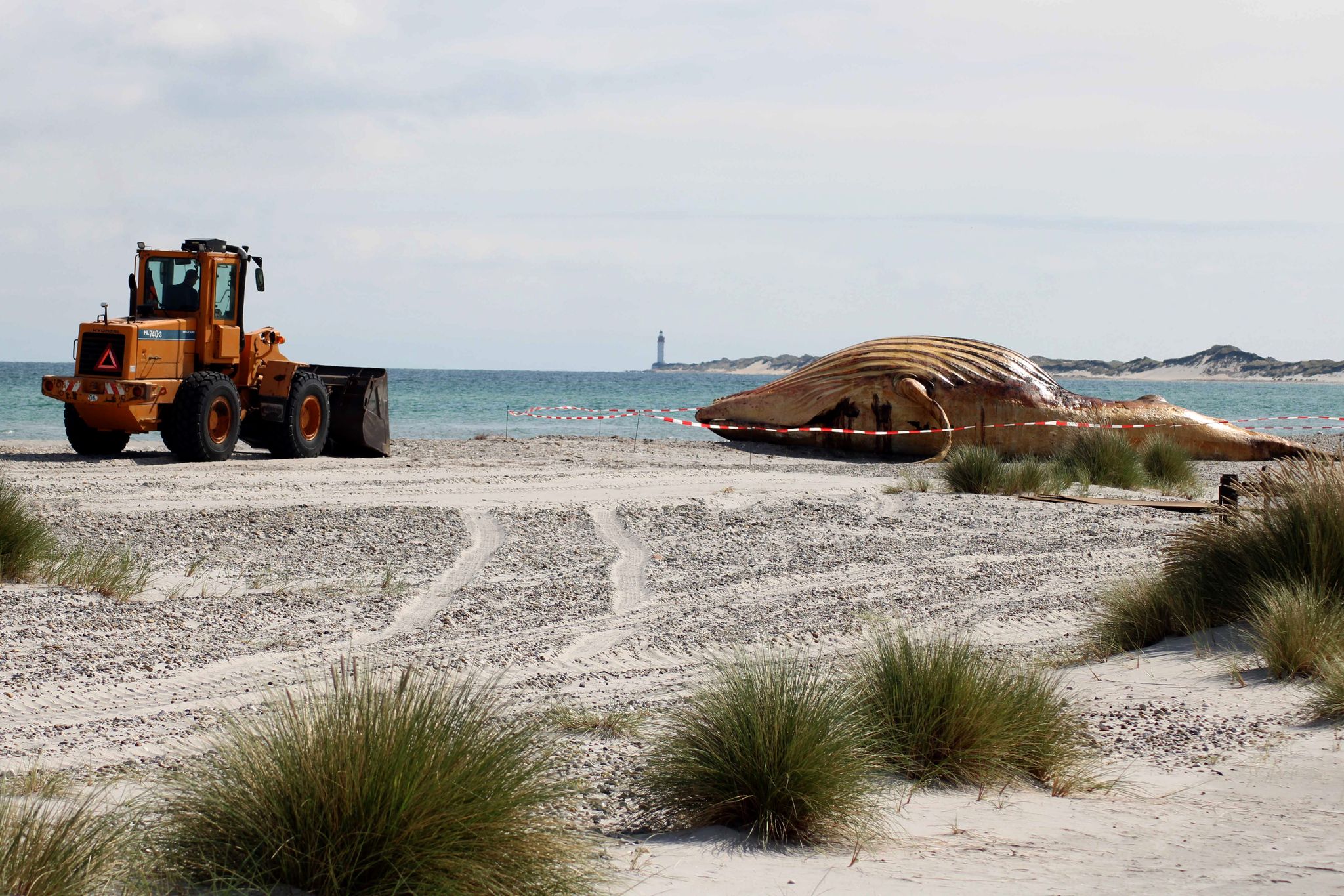 Metallplatten am Wal - Vorbereitung der Obduktion am Strand - SAT.1 ...